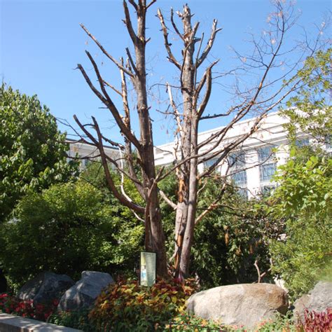 Nests Smithsonian Gardens