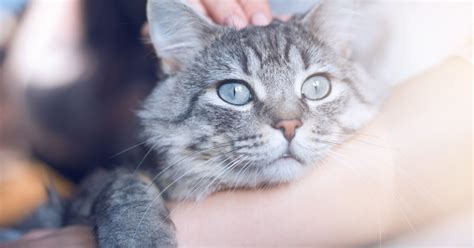 Cuántos años vive un gato