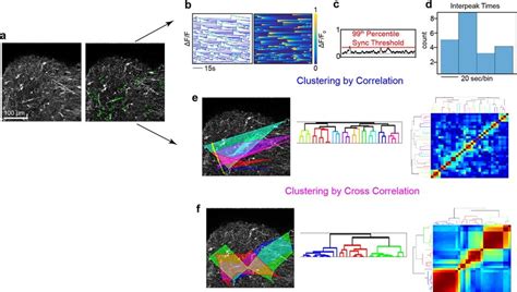 constrained non negative matrix factorization cnmf based ca2⁺ data download scientific