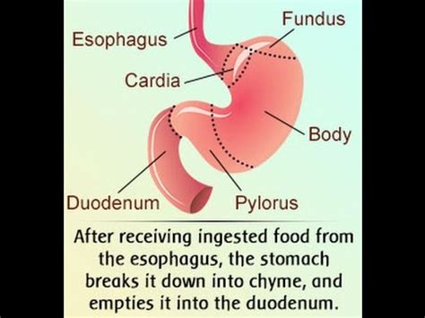 Understanding The Human Stomach Anatomy With Labeled Diagrams Youtube