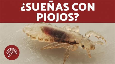 Qué significa SOÑAR con PIOJOS SIGNIFICADO de los SUEÑOS YouTube