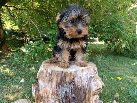 Chiots Yorkshire Terrier à vendre Petite Annonce chien
