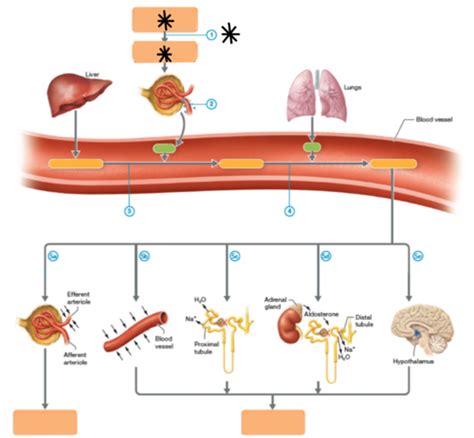 Renin Angiotensin Aldosterone System Flashcards Quizlet