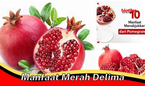 Temukan Manfaat Buah Delima Yang Jarang Diketahui Biotifor