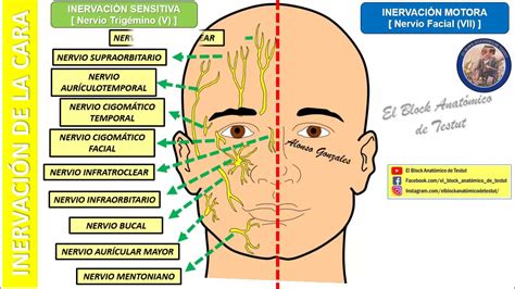 Inervación de la cara Animación YouTube