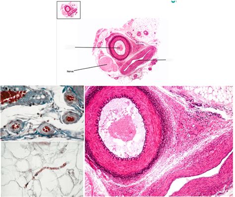 Artery Vein Histology Diagram Quizlet