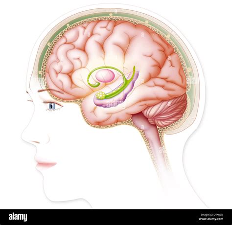 Detalles 79 Partes Del Cerebro Humano Dibujo Muy Caliente Camera Edu Vn