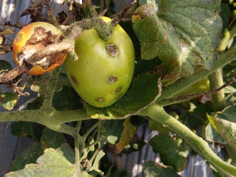 Enfermedades Del Tomate Gu A Completa Con Fotos