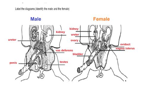 Fetal Pig Reproductive System