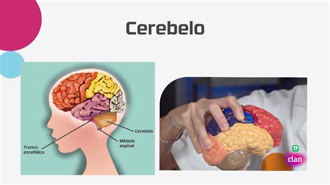 Aprendemos En Clan CIENCIAS NATURALES El Cerebro RTVE Es
