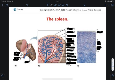 The Spleen Diagram Quizlet