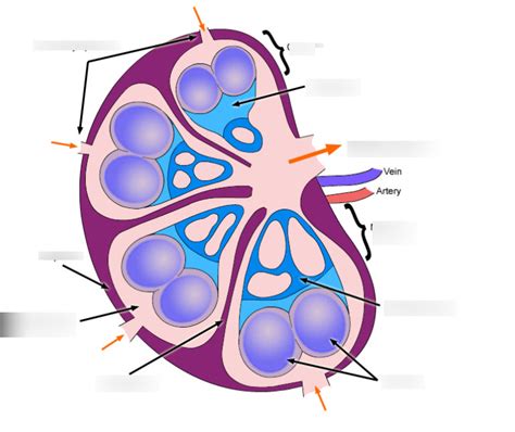 Lymphatics Lobato Diagram Quizlet