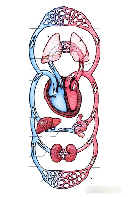 Mammalian Double Circulatory System Diagram Quizlet