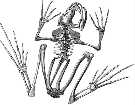 Frog Bone Anatomy 1 Diagram Quizlet