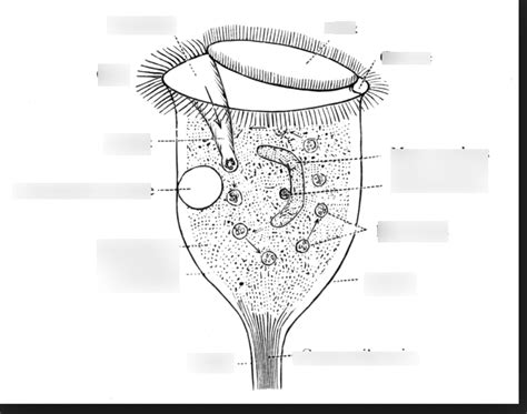 LAST BIO TEST Diagram Quizlet