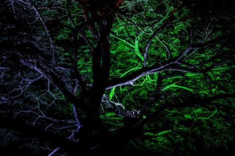 Fotos gratis árbol naturaleza bosque rama ligero noche luz de