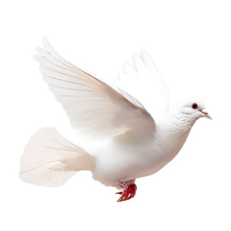 White Dove Flying Isolated On Transparent Dove Flying Peace Dove PNG