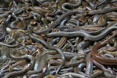 Ilha Das Cobras Queimada Grande Mundo Ecologia