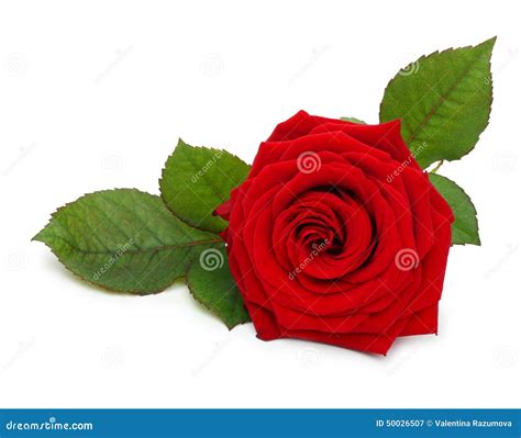 Single Red Rose In A Glass Against A Black And Yellow Bokeh Background