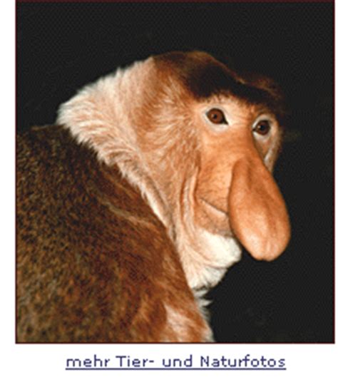 Ist der Blobfisch das häßlichste Tier der Welt Seite 2 Allmystery