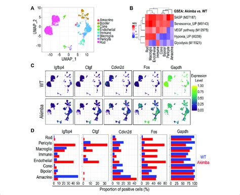 Single Cell Rna Sequencing Analysis Of The Akimba Mouse Model For
