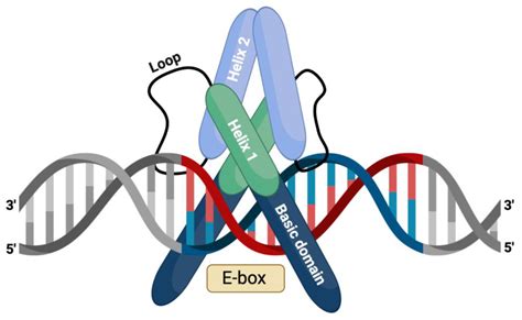 Transcription Factors
