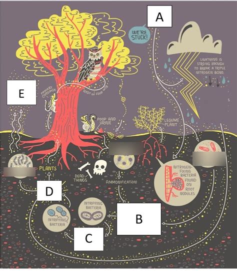 Nitrogen Cycle Diagram Quizlet