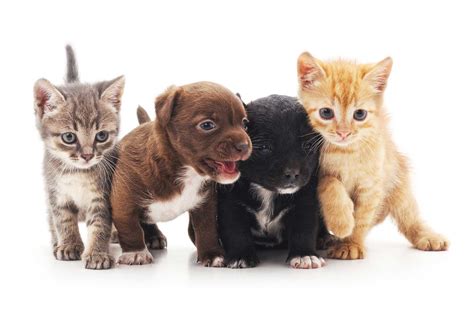 Pet Advice Ashgrove Avenue Veterinary Clinic