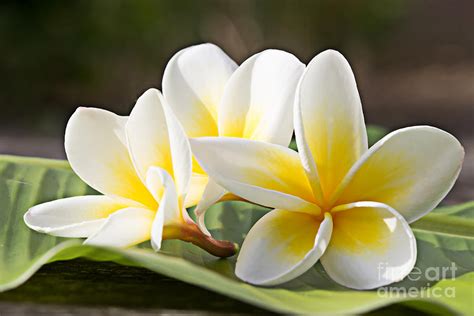 Frangipani Tropical Flowers Plumeria Photograph By Worawut Fine