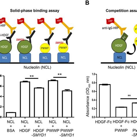 The NCL Binding Capabilities Of HDGF And The Apo PWWP Domain A The