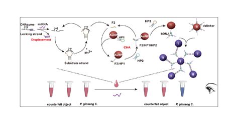 Target Responsive Dna Nanoclaw For The On Site Identification Of