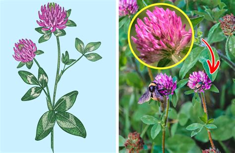 Guía de plantas silvestres comestibles Ideas En 5 Minutos