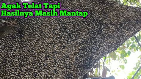 Telat Panen Tapi Masih Dapat Kg Lebah Madu Hutan Alam Panenmadu