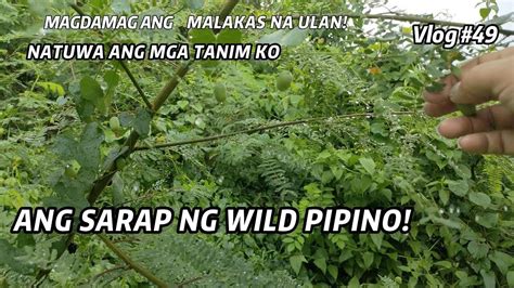 VLOG 49 Ang Sarap Ng Wild Pipino Magdamag Na Malakas Ang Ulan