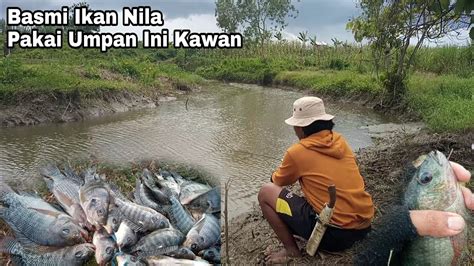 Umpan Paling Ampuh Untuk Mancing Ikan Nila Liar Youtube