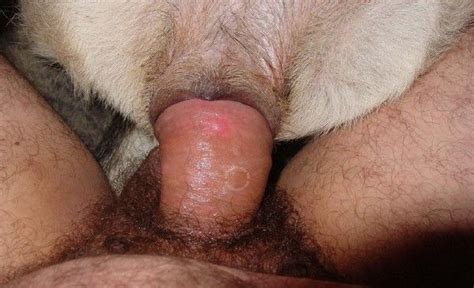 Homme Qui Baise Son Chien Telegraph