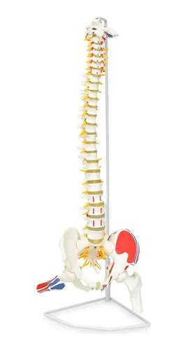 Modelo Anatomico De Columna Vertebral Con Femur Y Colores Envío gratis