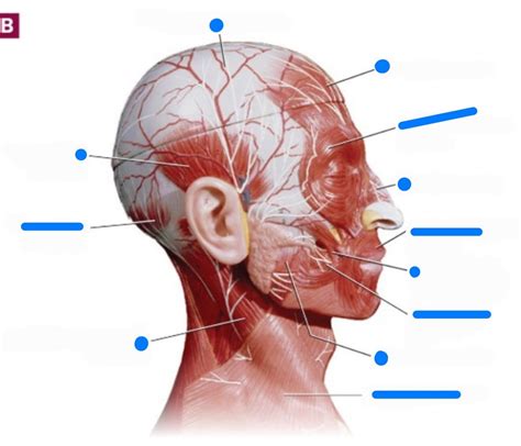 Lab 6 Facial Muscles Lateral View Realistic Diagram Quizlet