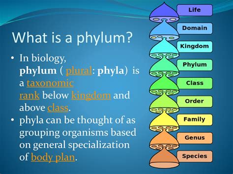 Phylum Definition