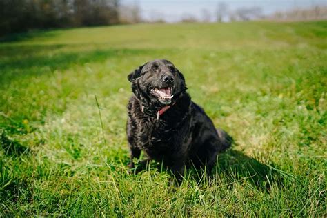 Nomes para cachorro preto 100 sugestões para chamar seu novo pet