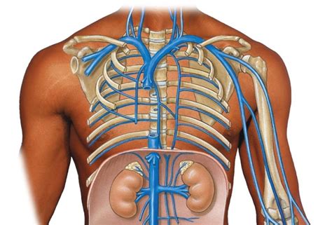 Veins Draining Into The Superior Vena Cava Diagram Quizlet