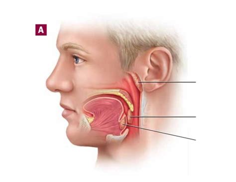 Tonsils Diagram Quizlet