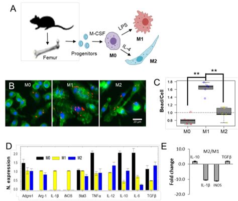 Generation And Characterization Of Murine Bone Marrow Derived M0 M1