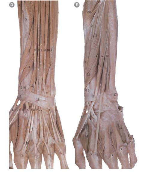 Left Dorsal Forearm Diagram Quizlet