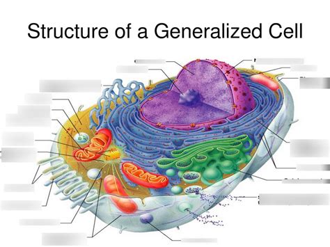 Cell Label Diagram Quizlet