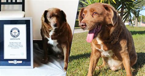 A 31 anni detà è morto Bobi il cane più anziano del mondo il triste