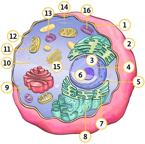 Cells Diagram Quizlet