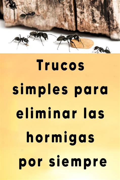 Trucos Simples Para Eliminar Las Hormigas Por Siempre Consejosdelacasa