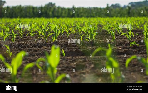 Agricultural Food Crops Hi Res Stock Photography And Images Alamy