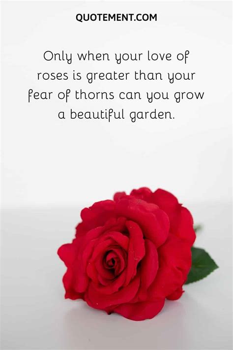 Lovely Pictures Of Roses